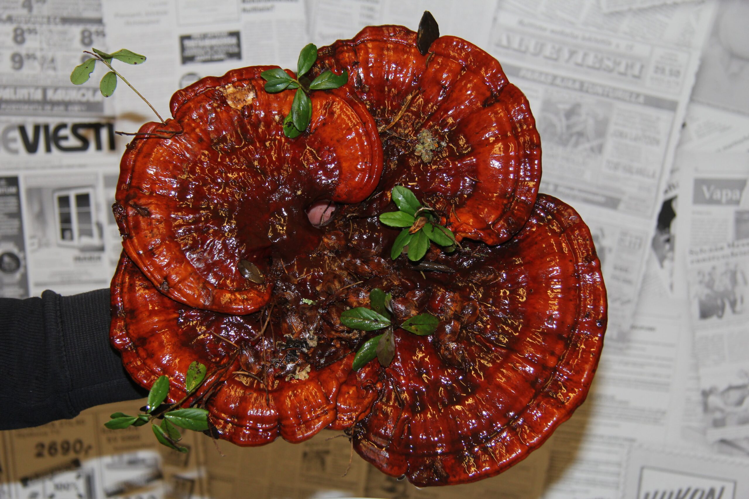 Oletko mestari tunnistamaan sieniä? - Alueviesti | Riippumaton ja ...