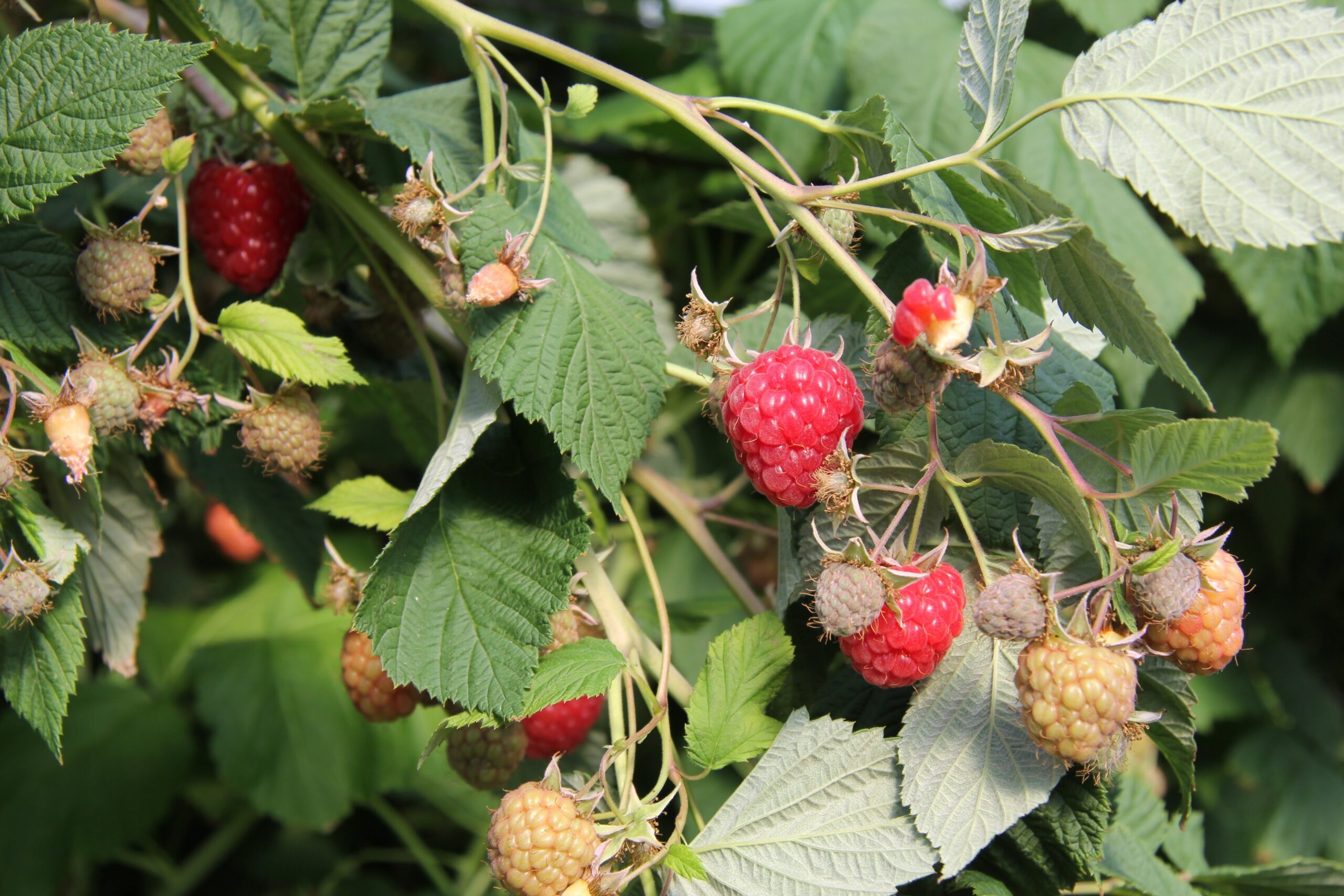 Vadelmat kypsyivät, satokaudesta ei odoteta pitkää - Alueviesti ...