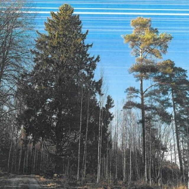 Kategoria: Luonto - Alueviesti