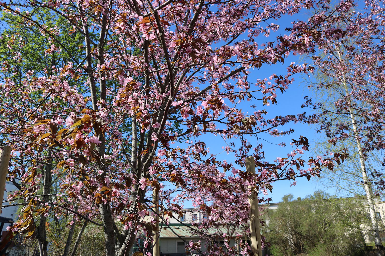 Sylvään kirsikkapuut ihastuttavat nyt Kirjakorttelin ”salaisessa puutarhassa ...
